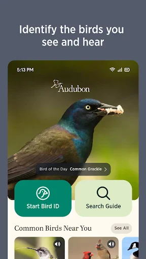 Download Audubon Bird Guide - Appcracy