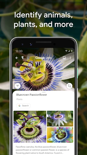 Download Google Lens - Appcracy