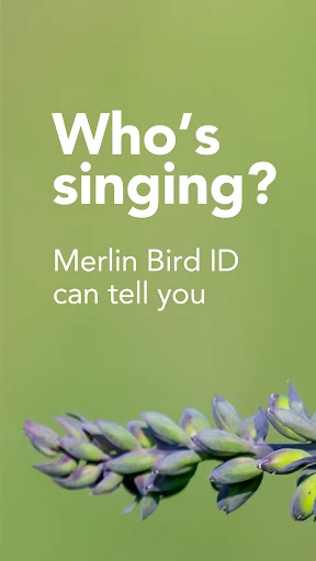 Download Merlin Bird ID by Cornell Lab - Appcracy